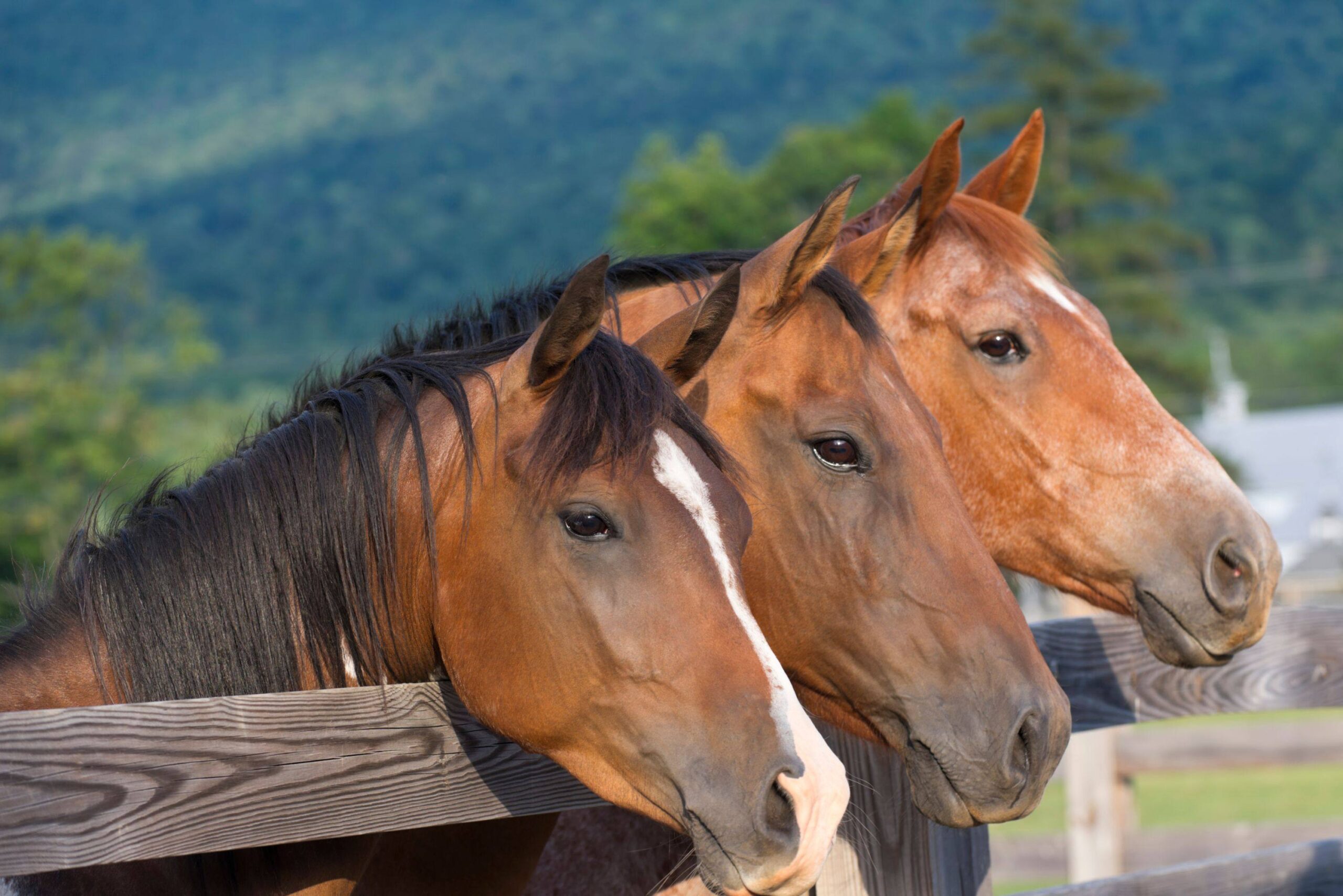 Safari à cheval dans le parc national du lac Mburo - Safari en Afrique