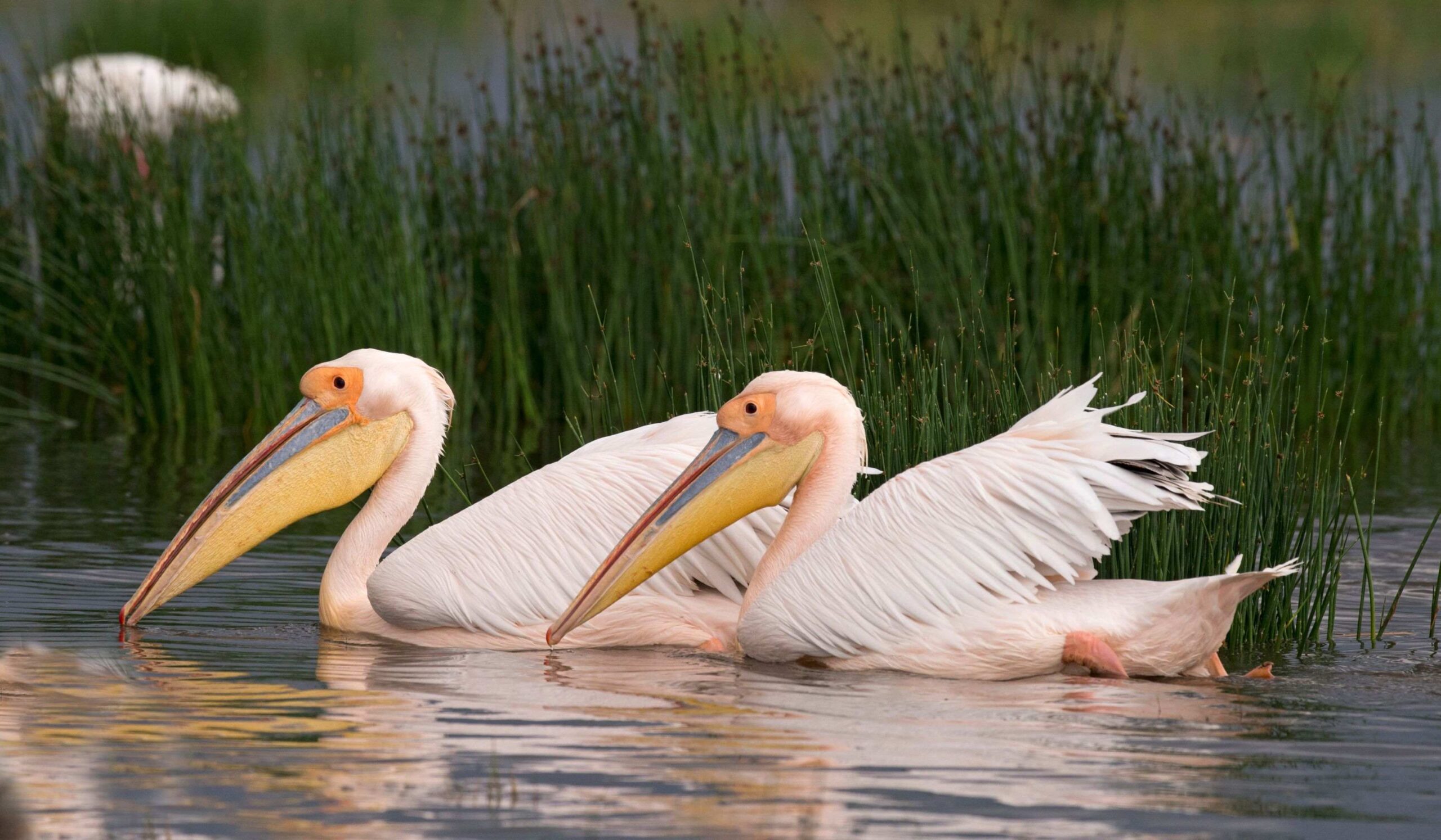 Parc national du lac Nakuru - Safari en Afrique