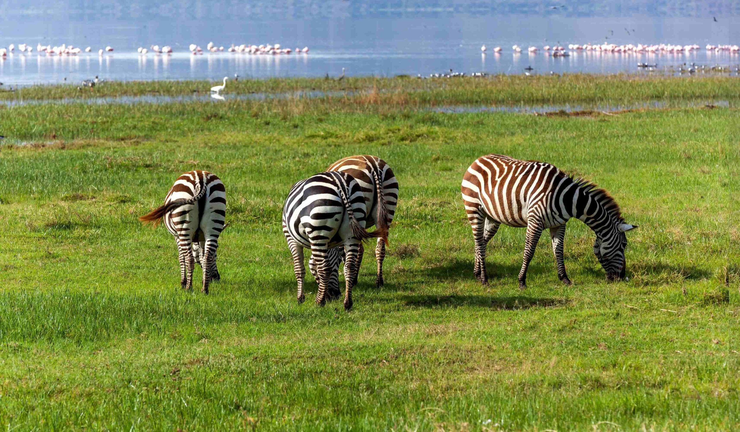 Parc national du lac Nakuru - Safari en Afrique